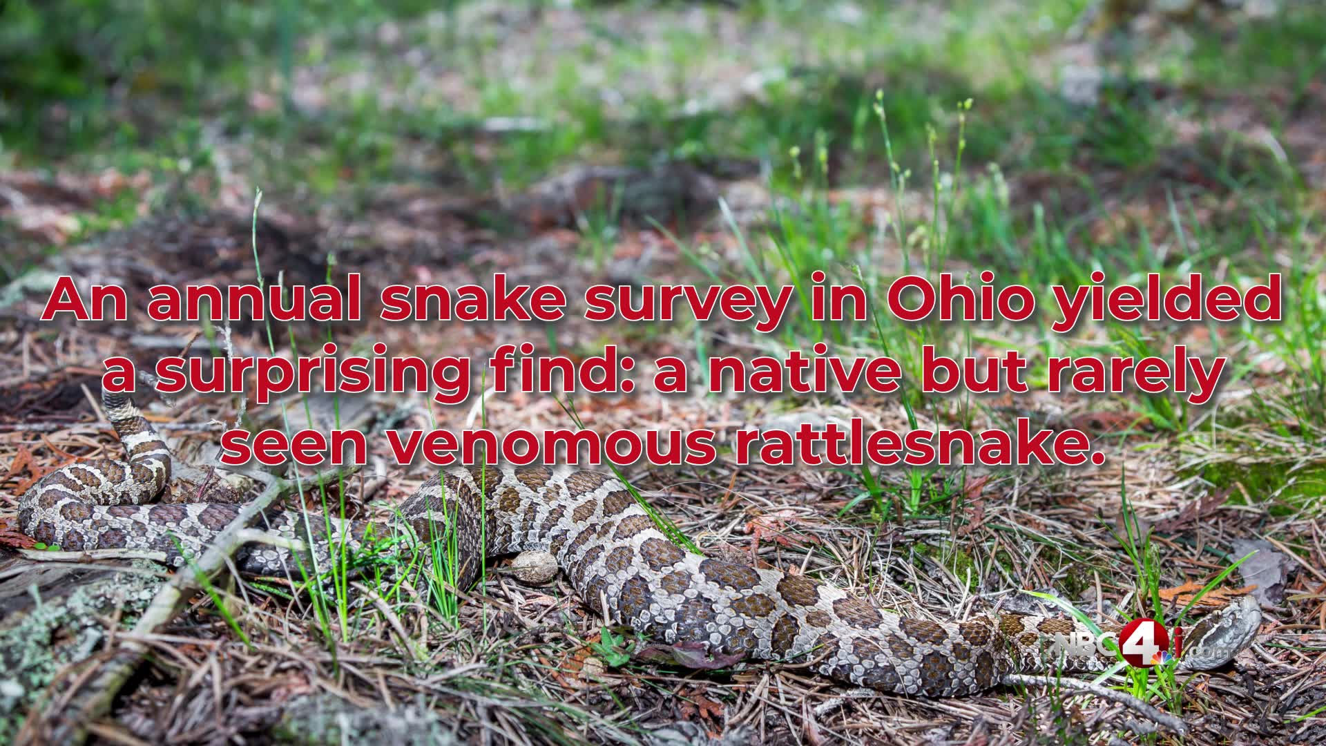 What to know about the rare venomous rattlesnake recently spotted in ...