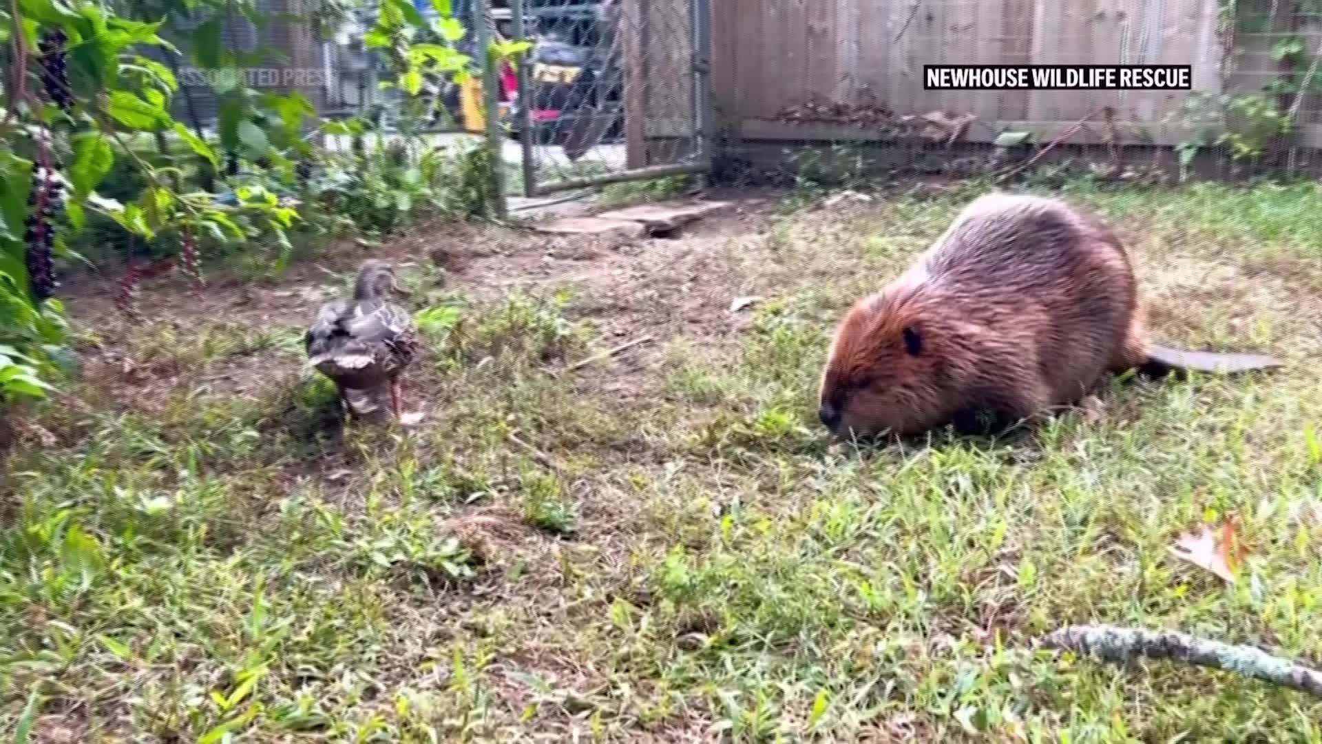 Nibi the ‘diva’ beaver to stay at rescue center, Massachusetts governor ...