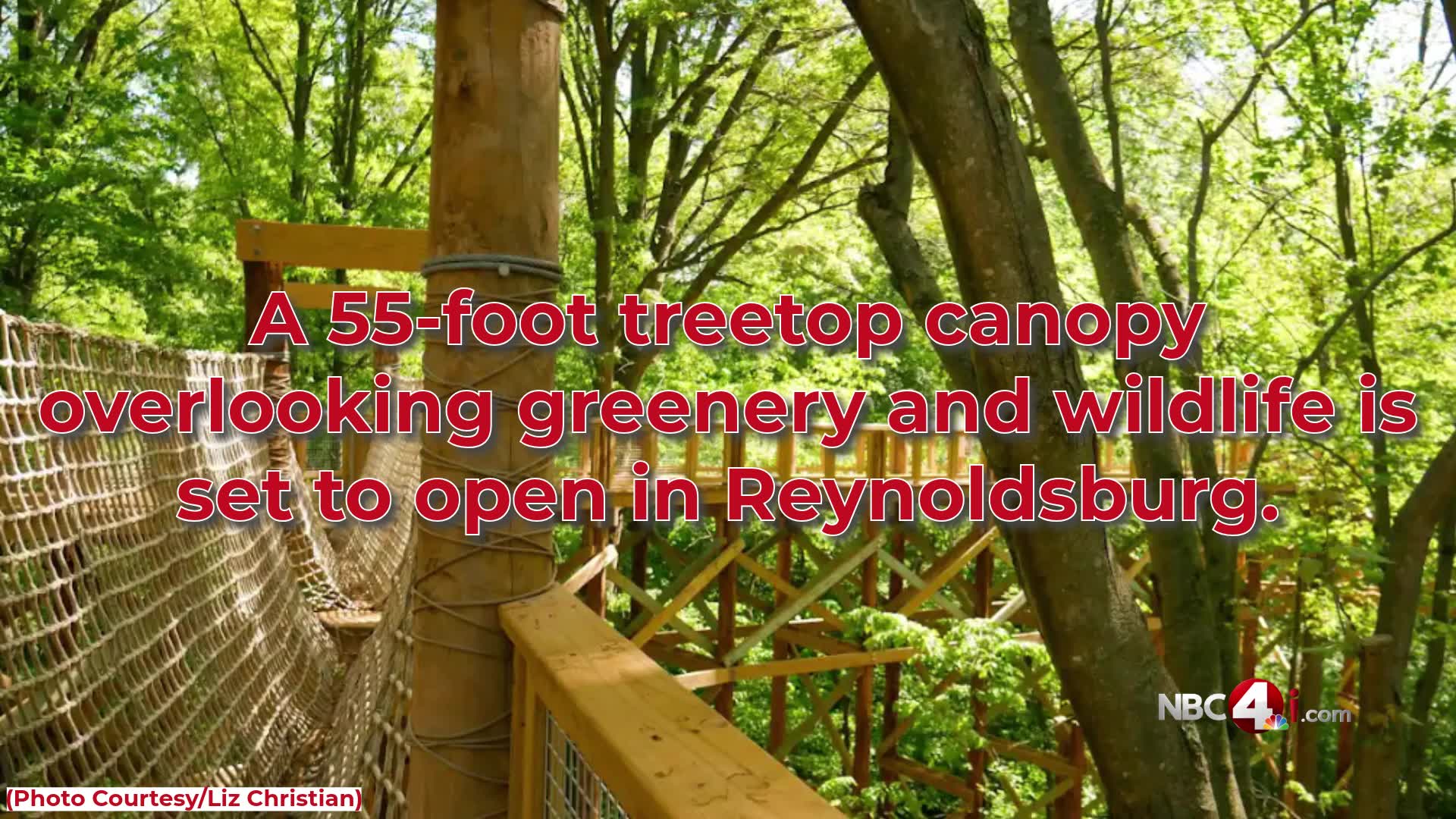 Treetop canopy overlooking greenery and wildlife to open at central ...