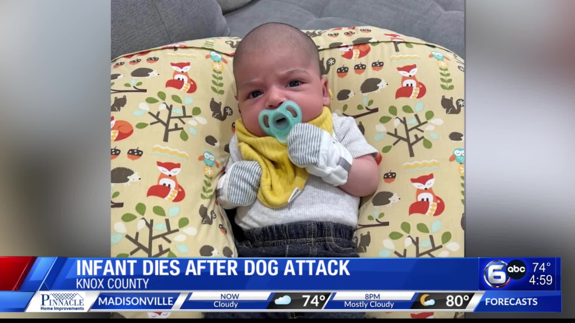 Knoxville dog trainer explains aggression warning signs, safety with ...