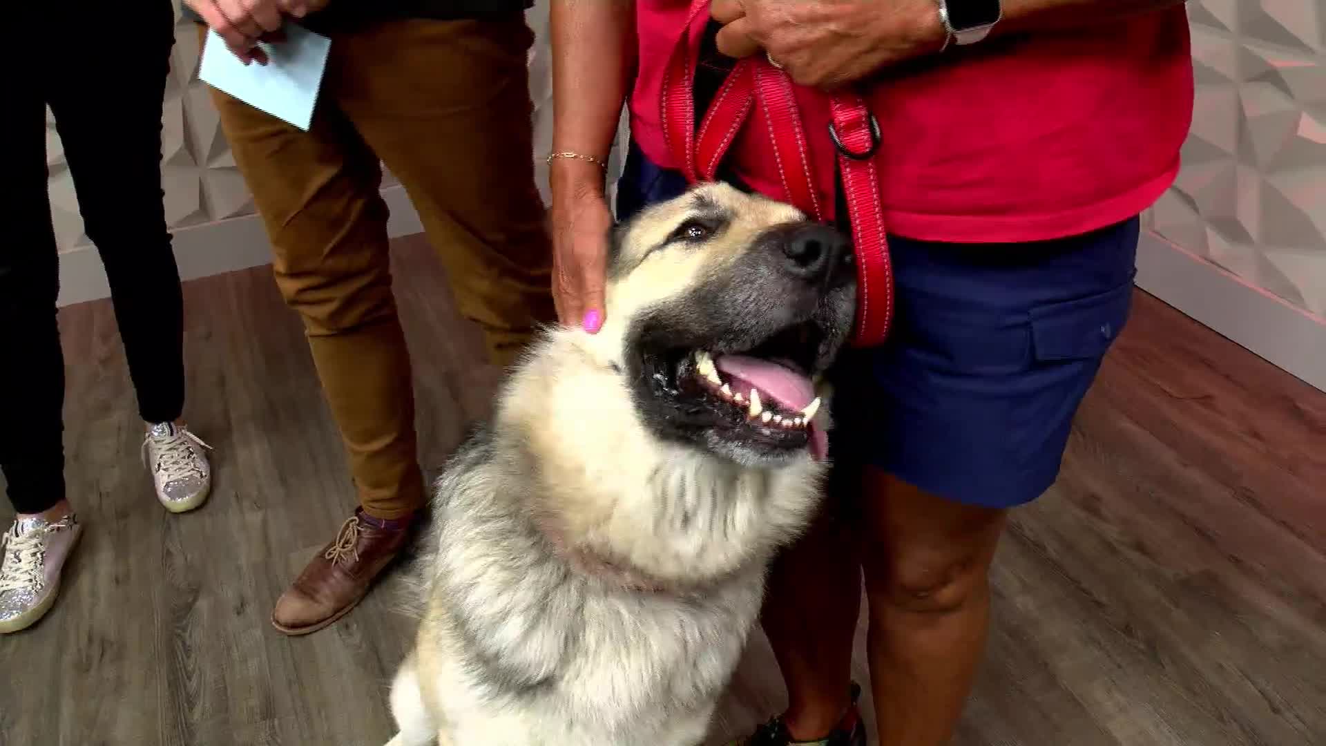 Furever Family: Ruby’s Rescue and Retreat | Grover | ciLiving – WCIA.com