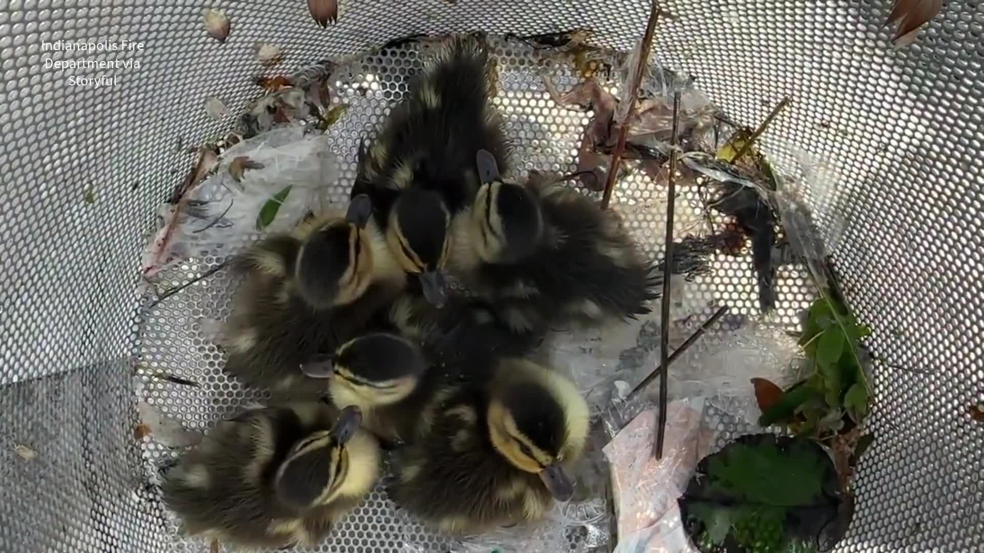WATCH: Indianapolis firefighters save day-old ducklings – WANE 15