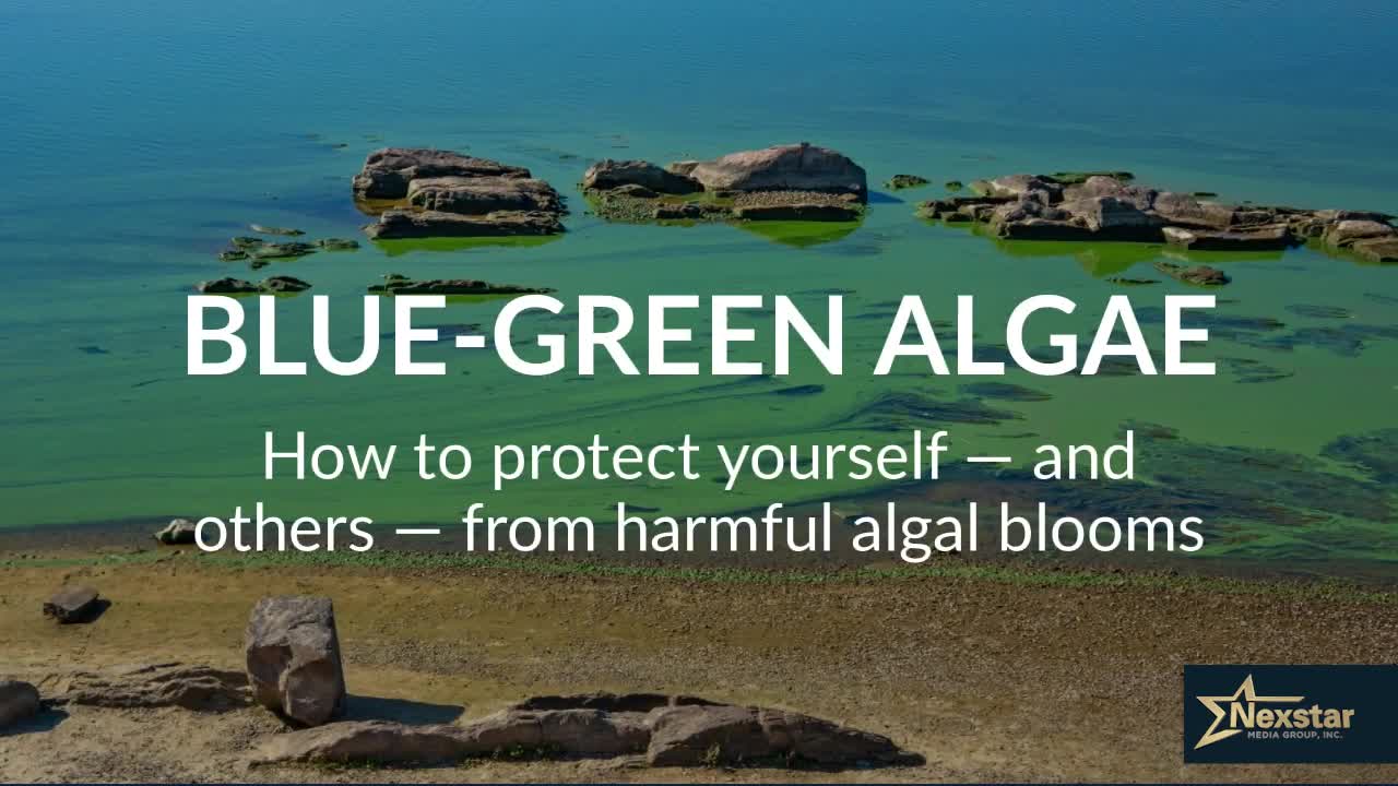 Blue-Green Algae – RochesterFirst