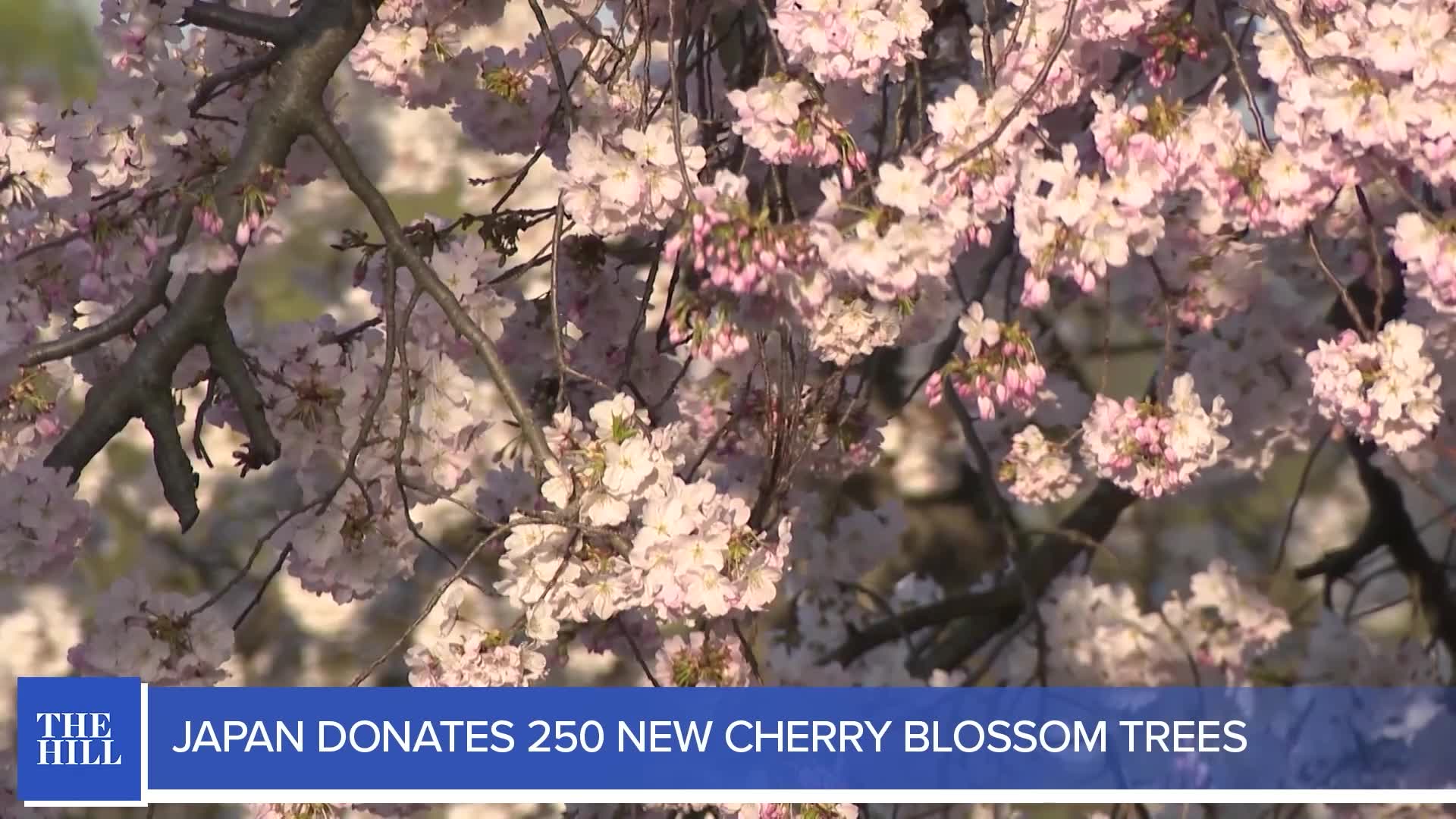 Japan donates 250 new cherry blossom trees – The Daily Debrief – The Hill