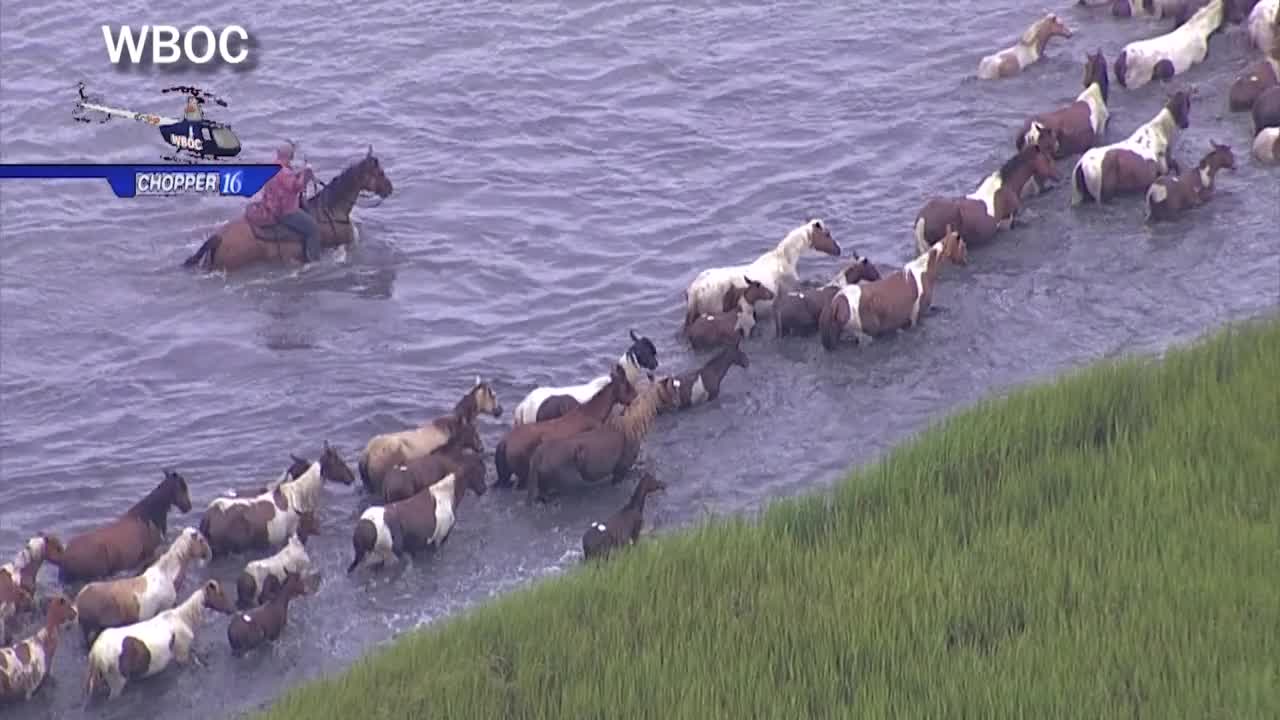 Chopper video: Ponies swim across during 2024 Chincoteague Pony Swim ...