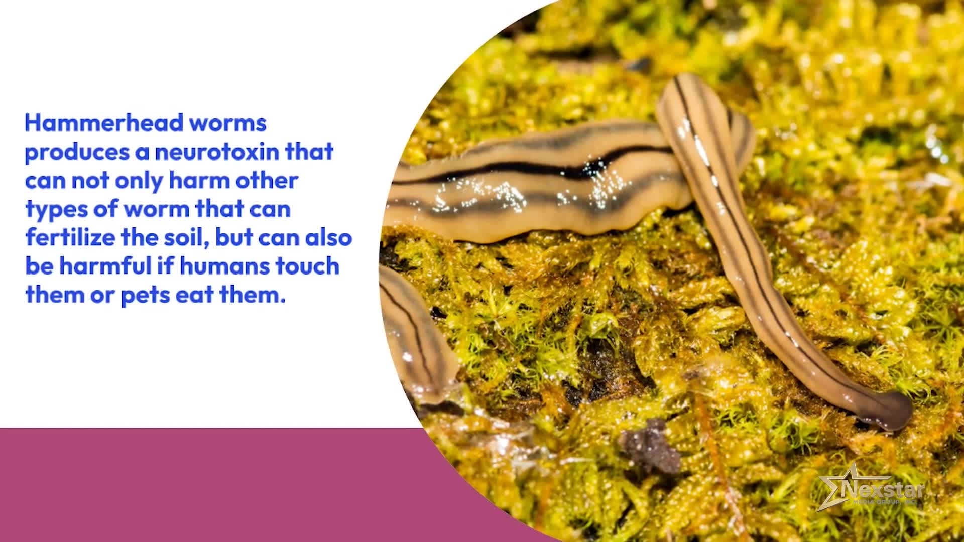 What to do if there are worms in your garden – FOX 2