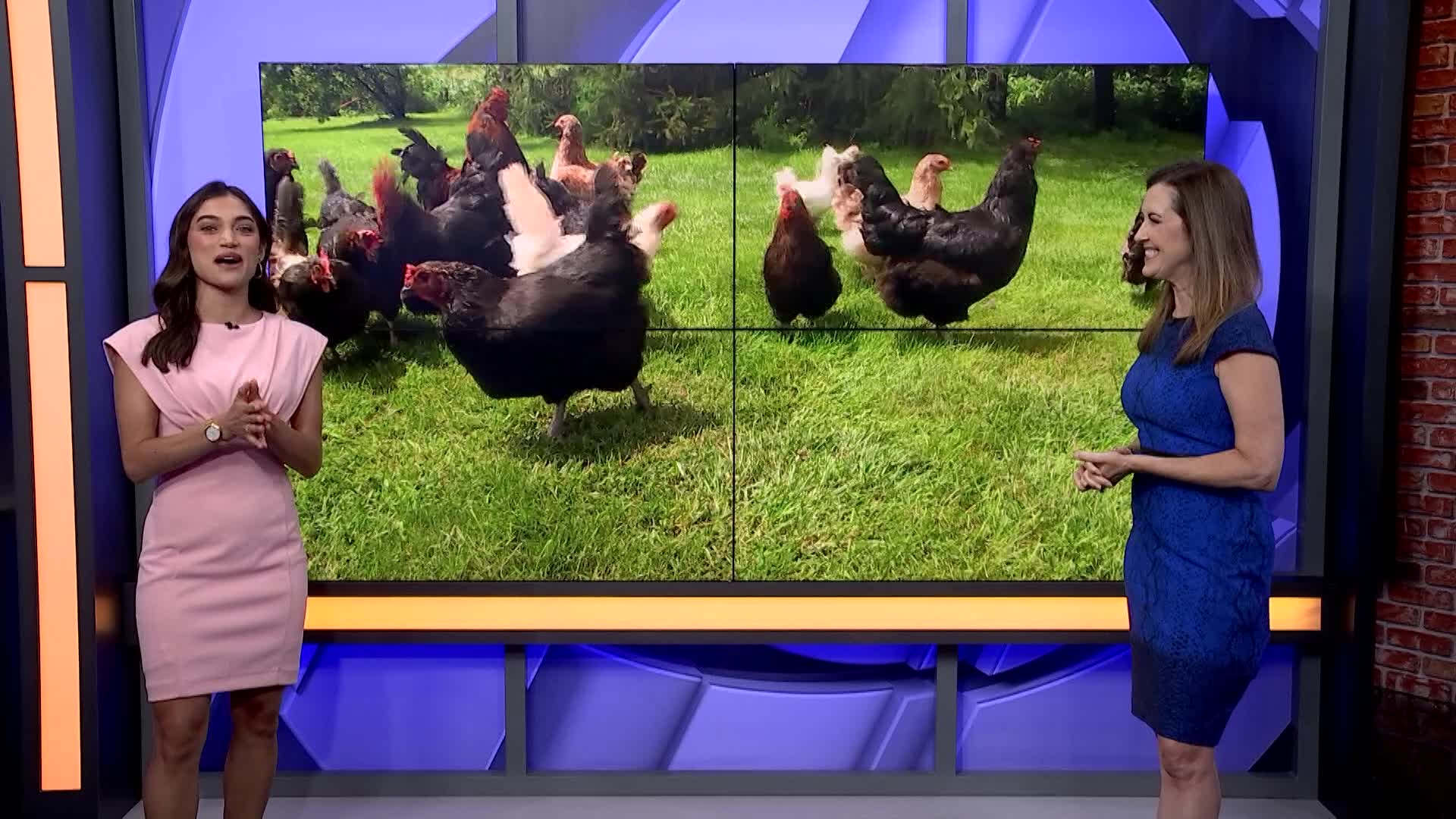 Who are the ‘Dapper Doodle Doos?’ Meet the superstar chickens in Our ...