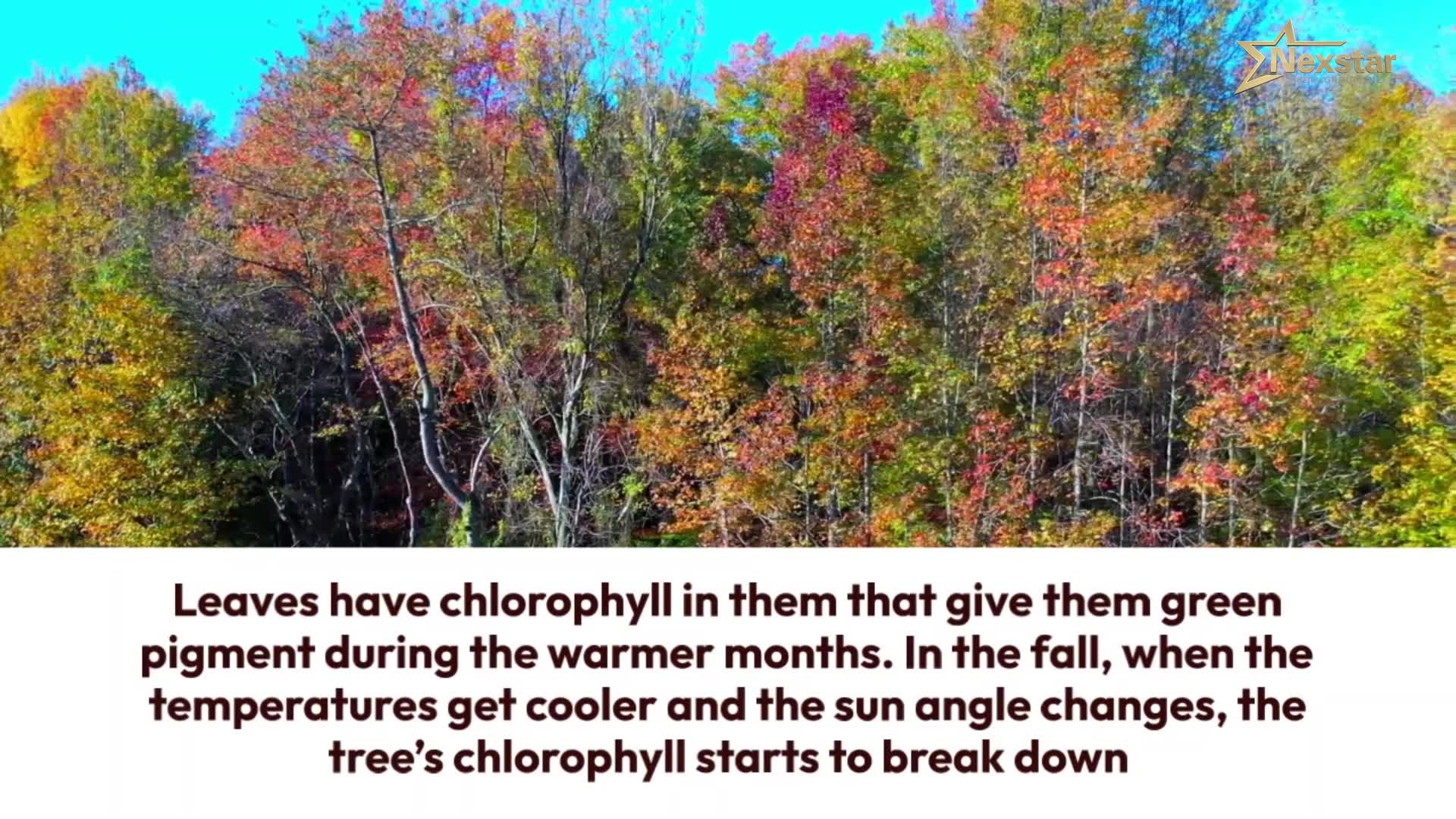 How do leaves change colors? | WHTM – who13.com