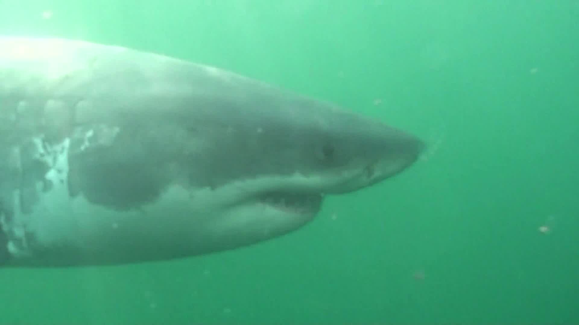 Great white shark pings off coast of Outer Banks – WAVY.com