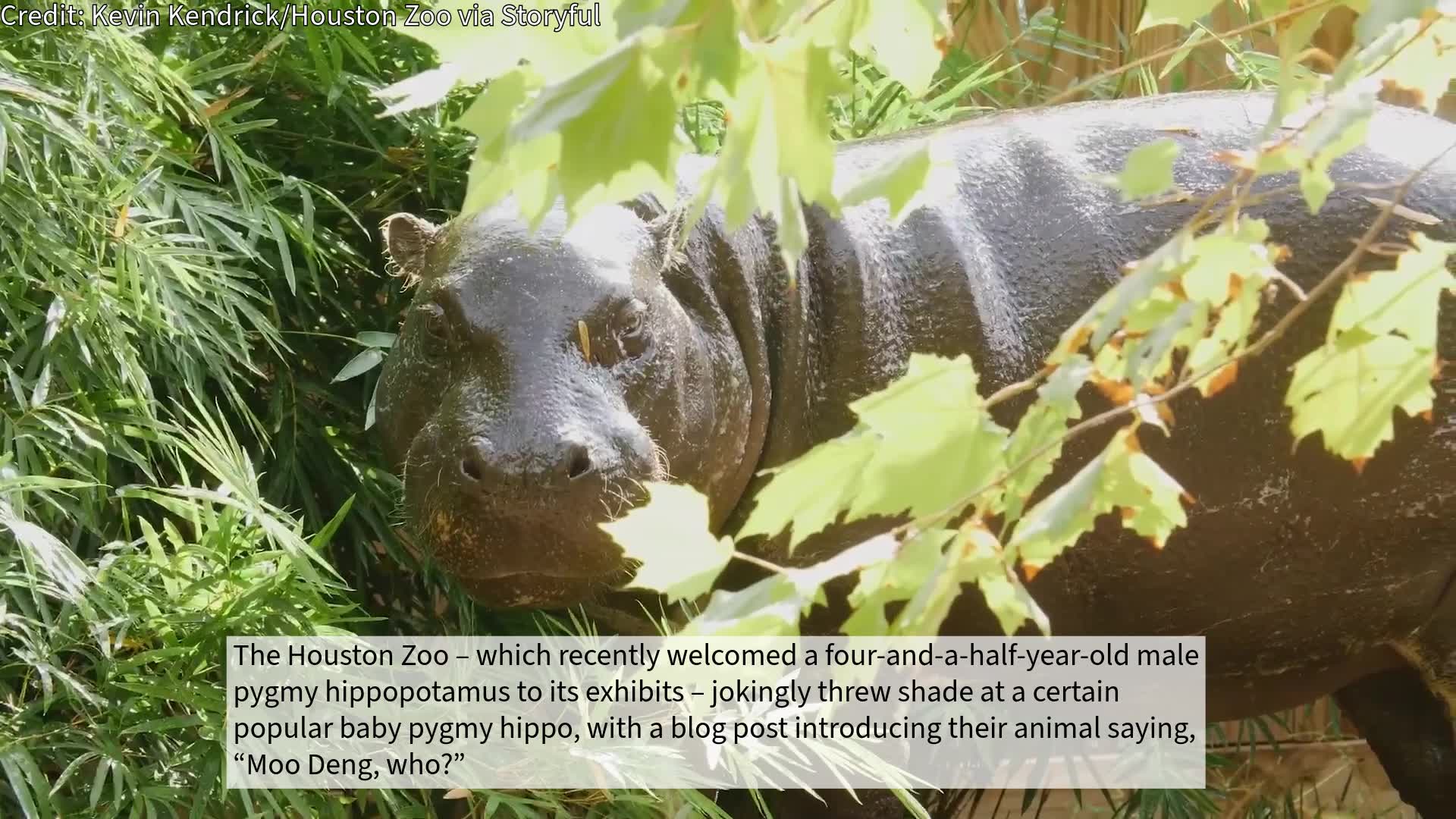 Houston Zoo With Pygmy Hippo Throws Shade at Moo Deng | Storyful – WSPA ...