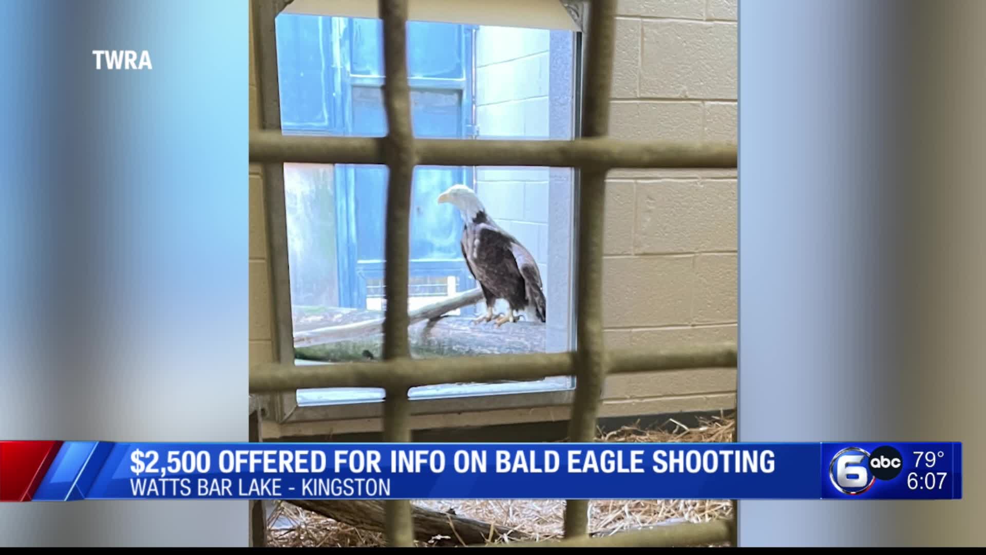 Reward offered for information on bald eagle shooting – WATE 6 On Your Side
